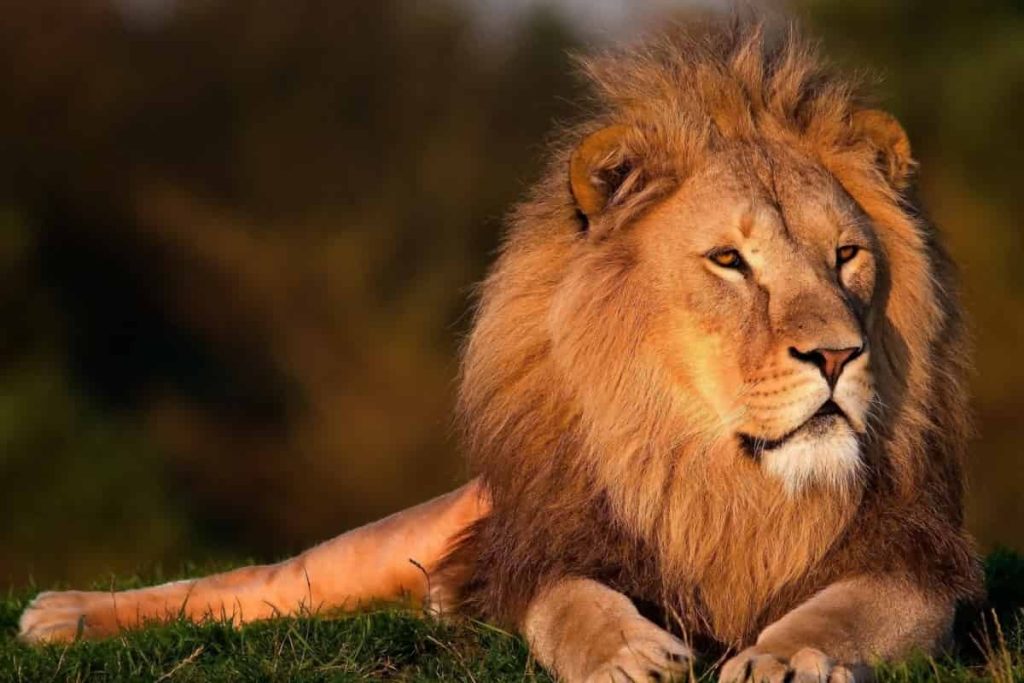 Guía completa para disfrutar el zoológico de Cali