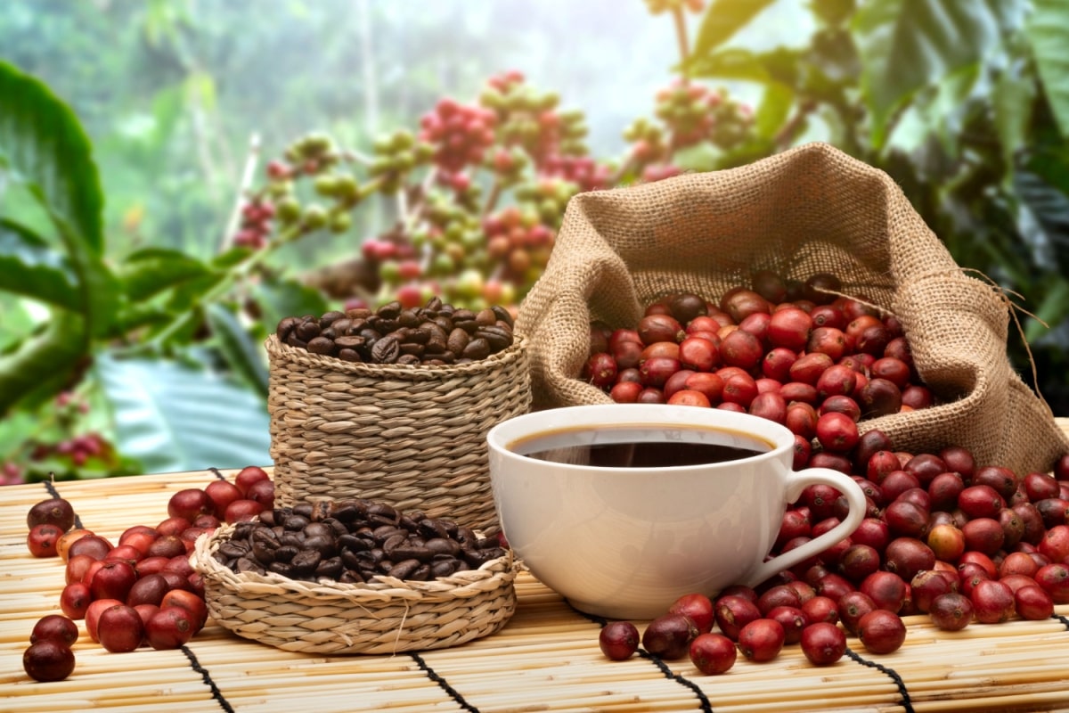 El Café de Colombia se considera uno de los mejores en el mundo.